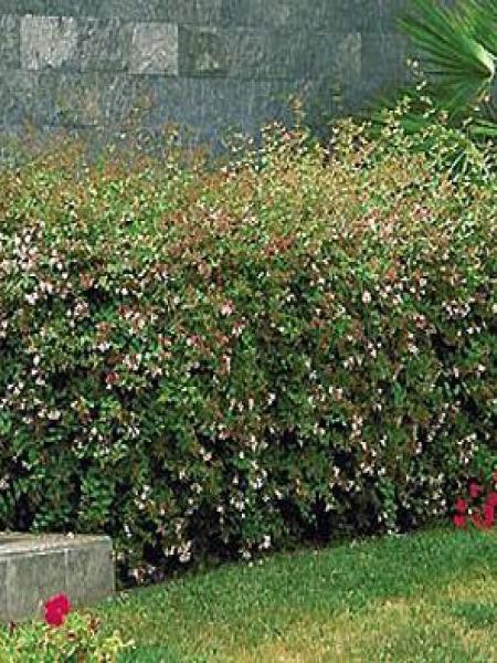 Abélia à grandes fleurs 'Prostrata' - Abelia grandiflora - Le Jardin du ...