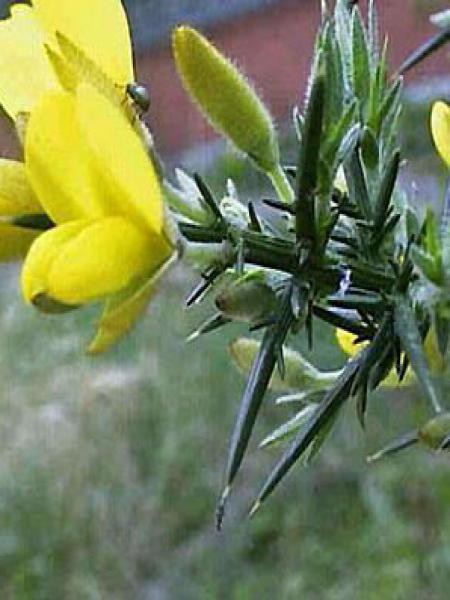 Ajonc - Ulex europaeus - Le Jardin du Pic Vert