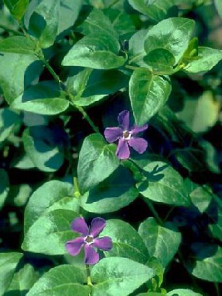 Grande pervenche - Vinca major - Le Jardin du Pic Vert