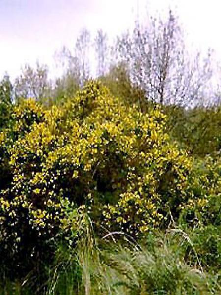 Ajonc - Ulex europaeus - Le Jardin du Pic Vert