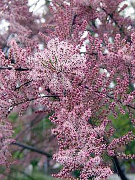 Tamaris parviflora - Tamarix parviflora - Le Jardin du Pic Vert