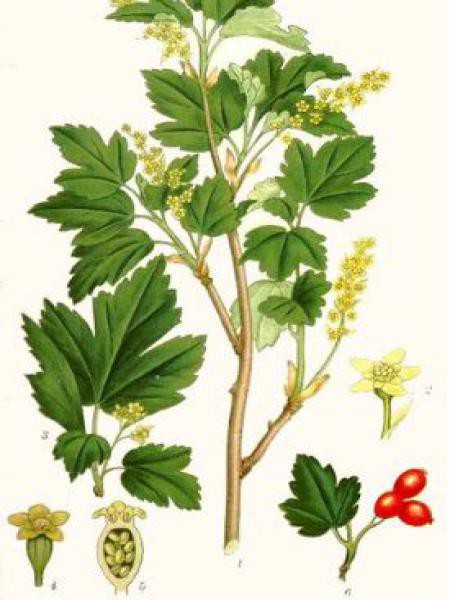 Groseiller des Alpes - Ribes alpinum - Le Jardin du Pic Vert