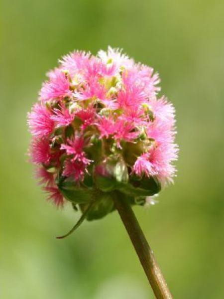Petite pimprenelle - Sanguisorba minor - Le Jardin du Pic Vert