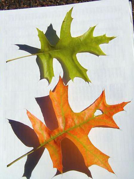 Chêne écarlate - Quercus coccinea - Le Jardin du Pic Vert