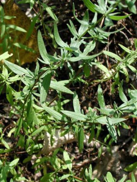 Hysope officinale - Hyssopus officinalis - Le Jardin du Pic Vert