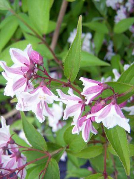 Deutzia x kalmiiflora - Deutzia kalmiiflora - Le Jardin du Pic Vert