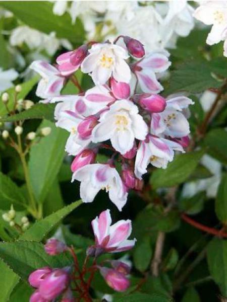 Deutzia x kalmiiflora - Deutzia kalmiiflora - Le Jardin du Pic Vert
