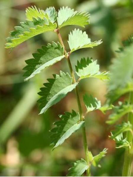Petite pimprenelle - Sanguisorba minor - Le Jardin du Pic Vert