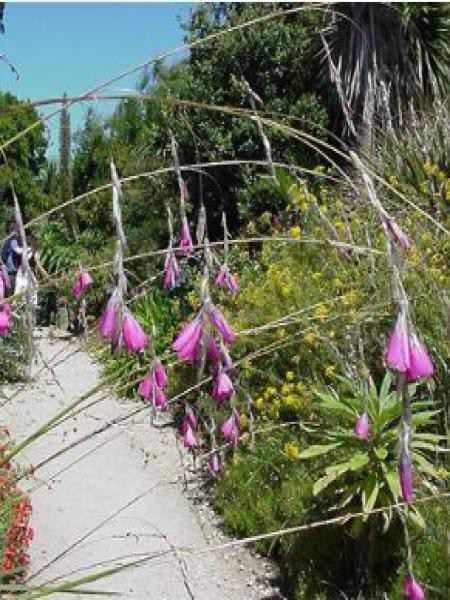 Dierama pendula - Dierama pendula - Le Jardin du Pic Vert