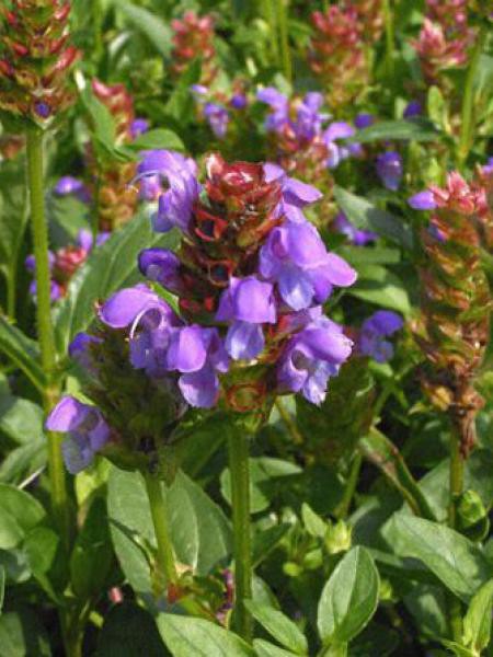 Brunelle, Prunelle - Prunella grandiflora - Le Jardin du Pic Vert