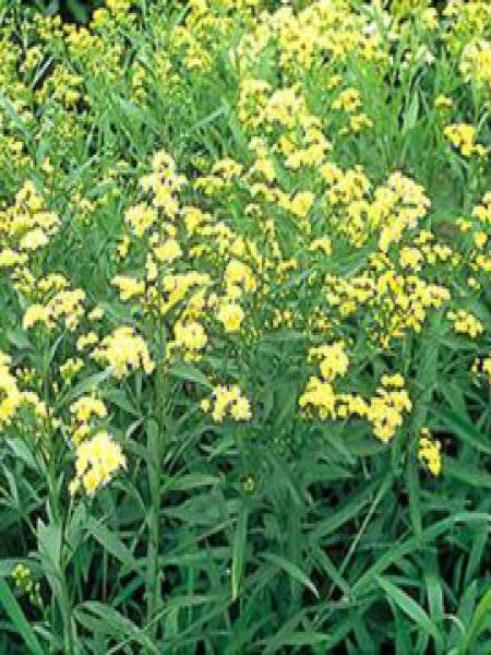 Solidaster luteus - Solidaster luteus - Le Jardin du Pic Vert