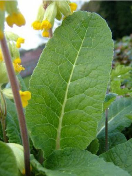 Coucou - Primula veris - Le Jardin du Pic Vert