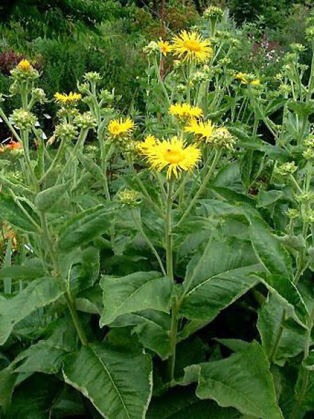 Aunée orientale - Inula orientalis - Le Jardin du Pic Vert