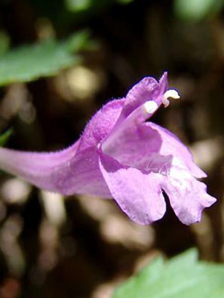 Calament à grandes fleurs - Calamintha grandiflora - Le Jardin du Pic Vert