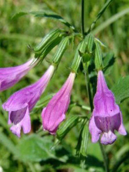 Calament à grandes fleurs - Calamintha grandiflora - Le Jardin du Pic Vert