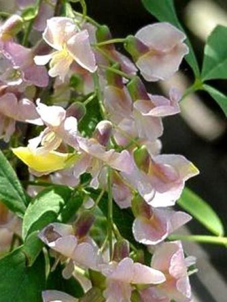 Cytise - Laburnocytisus adamii - Le Jardin du Pic Vert