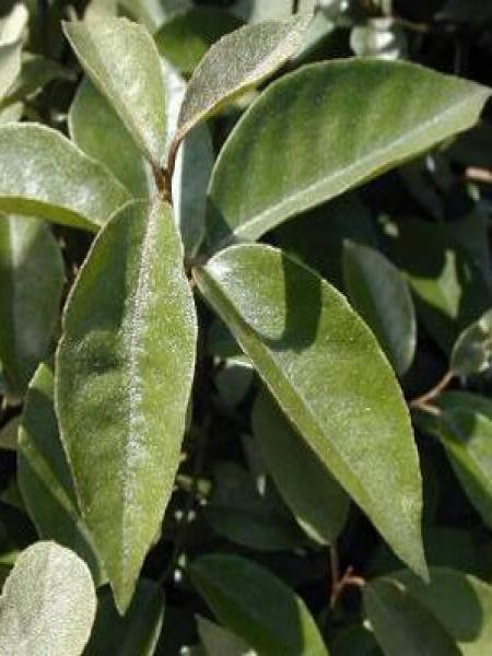 Chalef de Ebbing - Elaeagnus x ebbingei - Le Jardin du Pic Vert