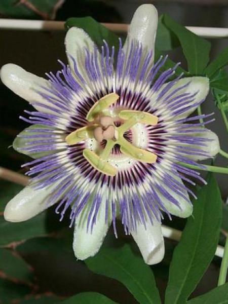 Passiflore bleue, Fleur de la passion - Passiflora caerulea - Le Jardin ...