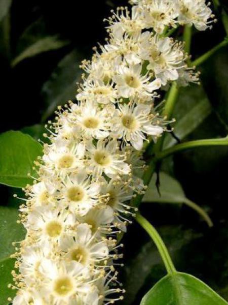 Laurier du Portugal - Prunus lusitanica - Le Jardin du Pic Vert