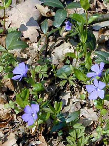 Petite pervenche - Vinca minor - Le Jardin du Pic Vert
