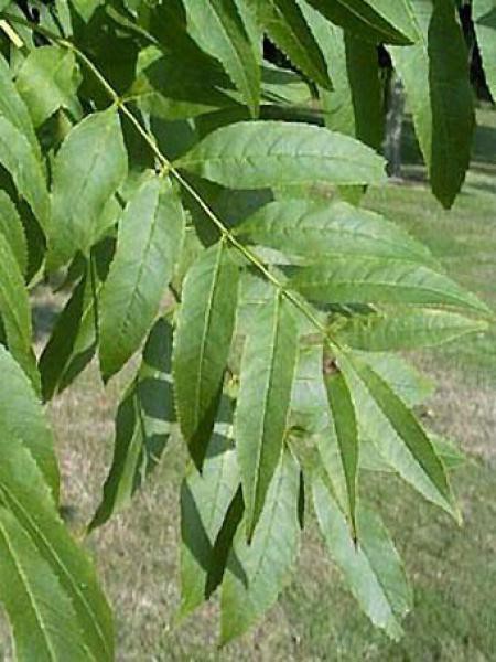 Frêne commun - Fraxinus excelsior - Le Jardin du Pic Vert