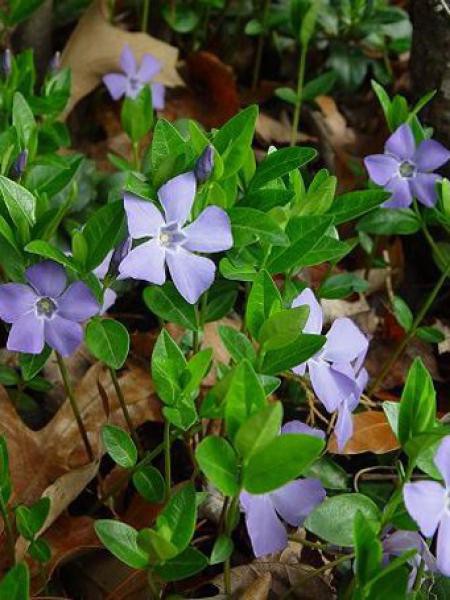 Petite pervenche - Vinca minor - Le Jardin du Pic Vert