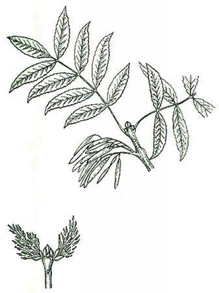 Frêne commun - Fraxinus excelsior - Le Jardin du Pic Vert