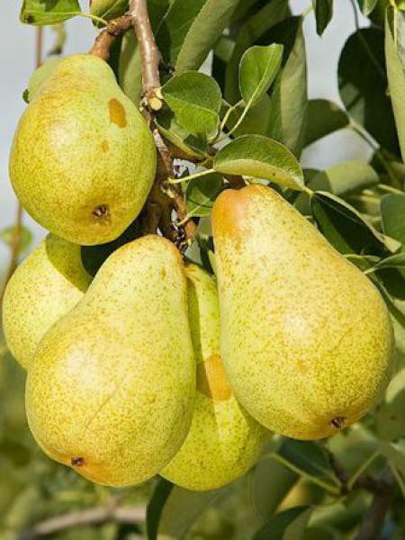 Poirier 'Williams' - Pyrus communis - Le Jardin du Pic Vert