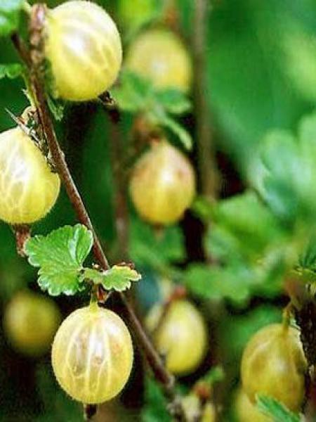 Groseillier à maquereau - Ribes uva-crispa - Le Jardin du Pic Vert