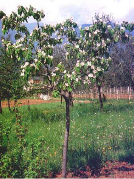 Cognassier commun - Cydonia oblonga - Le Jardin du Pic Vert
