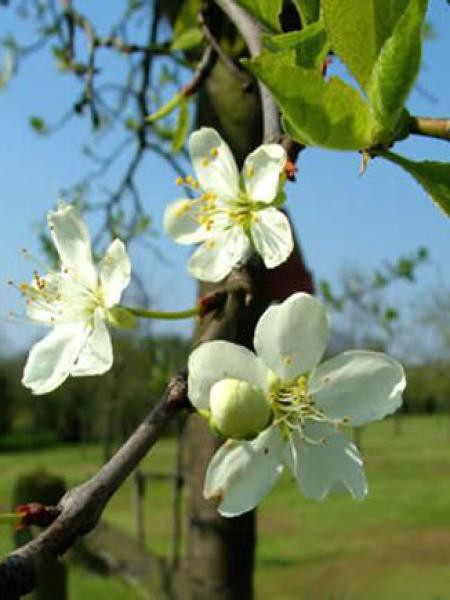 Prunier, Quetsche italienne 'Belle de Louvain' - Prunus domestica - Le ...