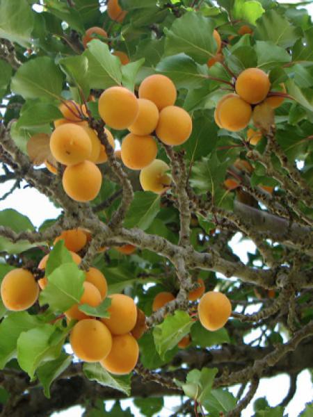 Abricotier - Prunus armeniaca - Le Jardin du Pic Vert