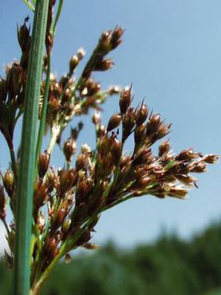 Jonc glauque, Jonc des jardiniers - Juncus inflexus - Le Jardin du Pic Vert