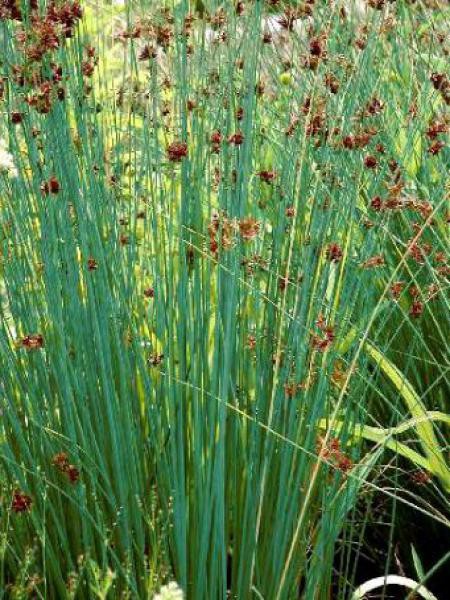 Jonc glauque, Jonc des jardiniers - Juncus inflexus - Le Jardin du Pic Vert