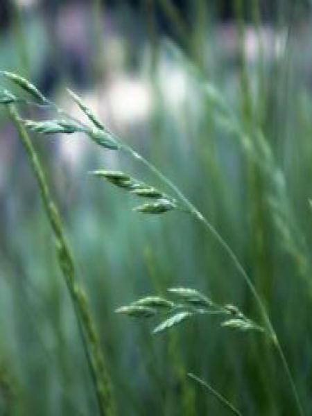 Fétuque ovine, Pourret - Festuca filiformis - Le Jardin du Pic Vert