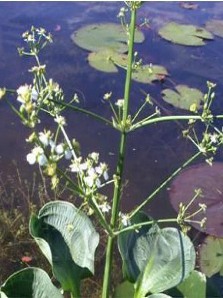 Plantain d'eau parviflora - Alisma parviflora - Le Jardin du Pic Vert