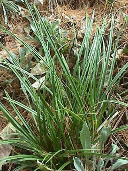 Laîche japonaise - Carex morrowii - Le Jardin du Pic Vert