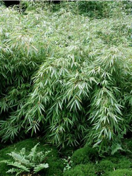 Fargesia rufa - Fargesia rufa - Le Jardin du Pic Vert