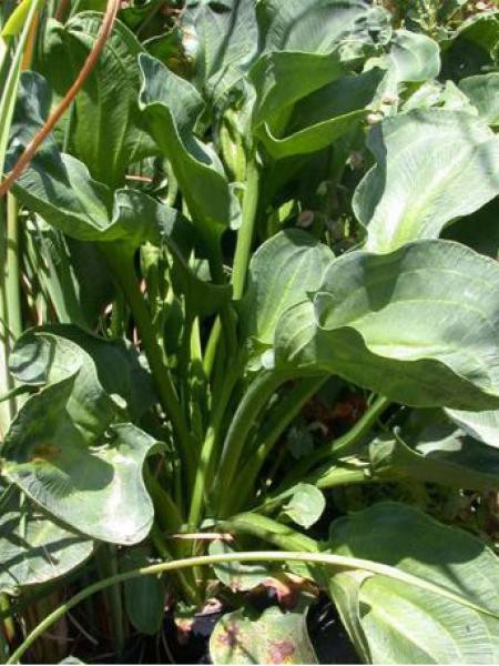 Plantain d'eau parviflora - Alisma parviflora - Le Jardin du Pic Vert