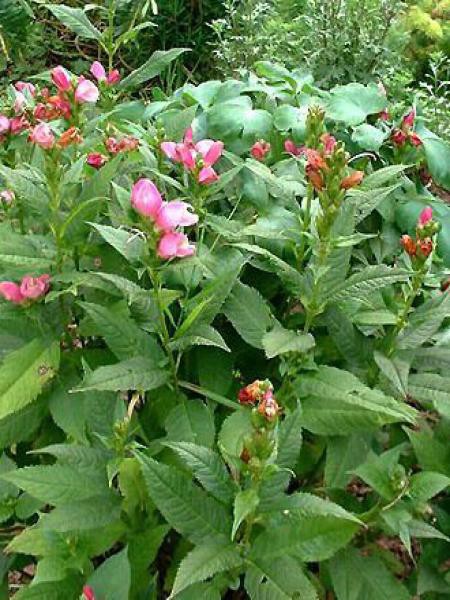 Galane oblique - Chelone obliqua - Le Jardin du Pic Vert
