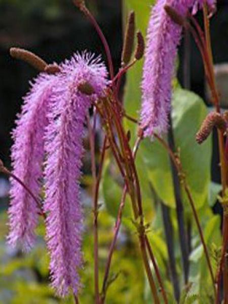 Pimprenelle hakusanensis - Sanguisorba hakusanensis - Le Jardin du Pic Vert
