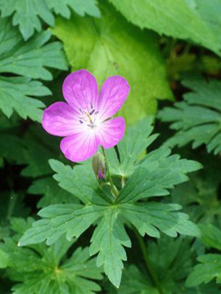 Géranium vivace maculé - Geranium maculatum - Le Jardin du Pic Vert