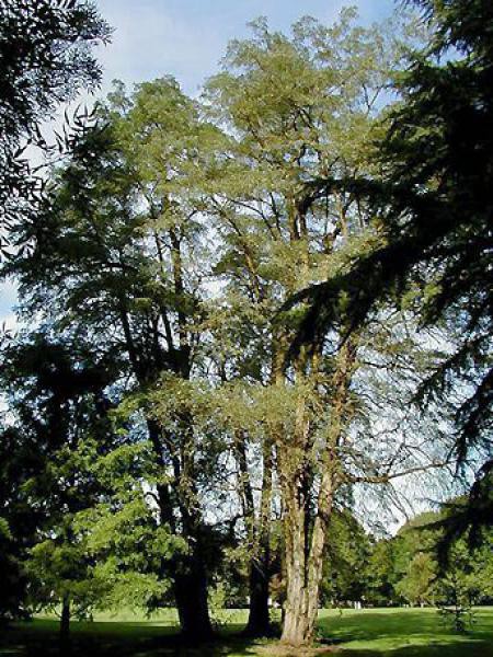 Robinier faux acacia pseudoacacia - Robinia pseudoacacia - Le Jardin du ...