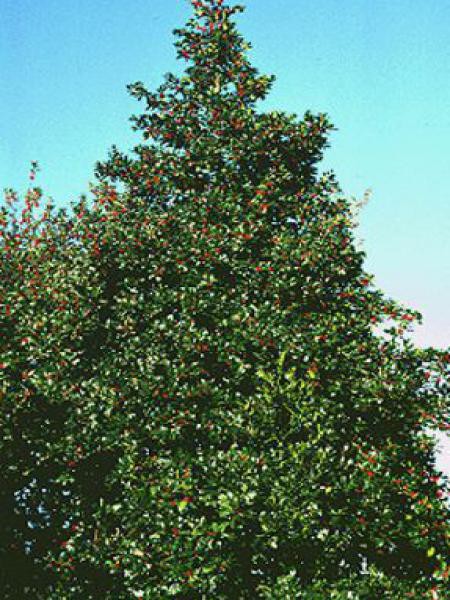 Houx commun - Ilex aquifolium - Le Jardin du Pic Vert