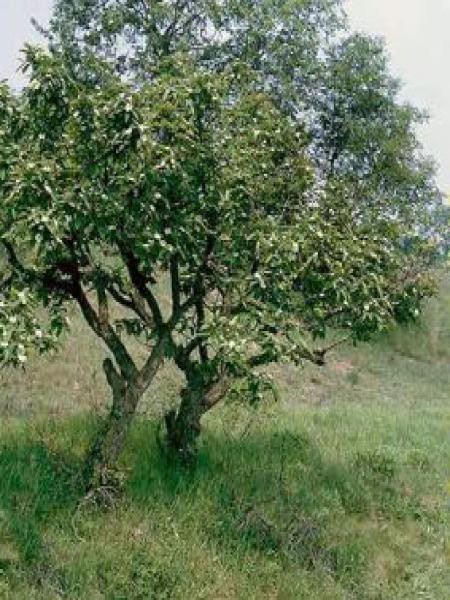 Néflier - Mespilus germanica - Le Jardin du Pic Vert