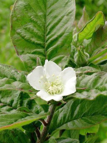 Néflier - Mespilus germanica - Le Jardin du Pic Vert