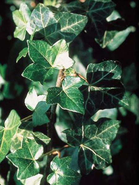 Lierre commun - Hedera helix - Le Jardin du Pic Vert
