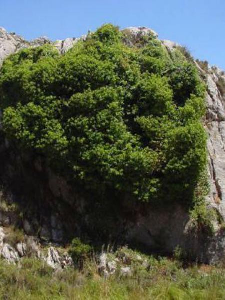 Lierre commun - Hedera helix - Le Jardin du Pic Vert