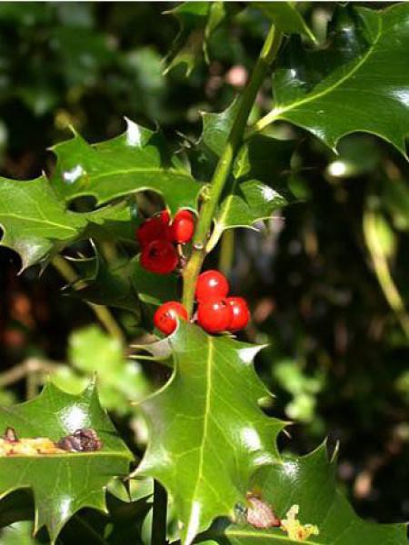 Houx commun - Ilex aquifolium - Le Jardin du Pic Vert