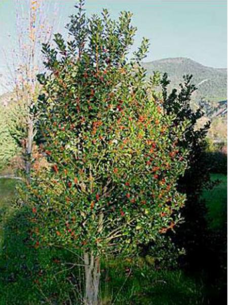 Houx commun - Ilex aquifolium - Le Jardin du Pic Vert